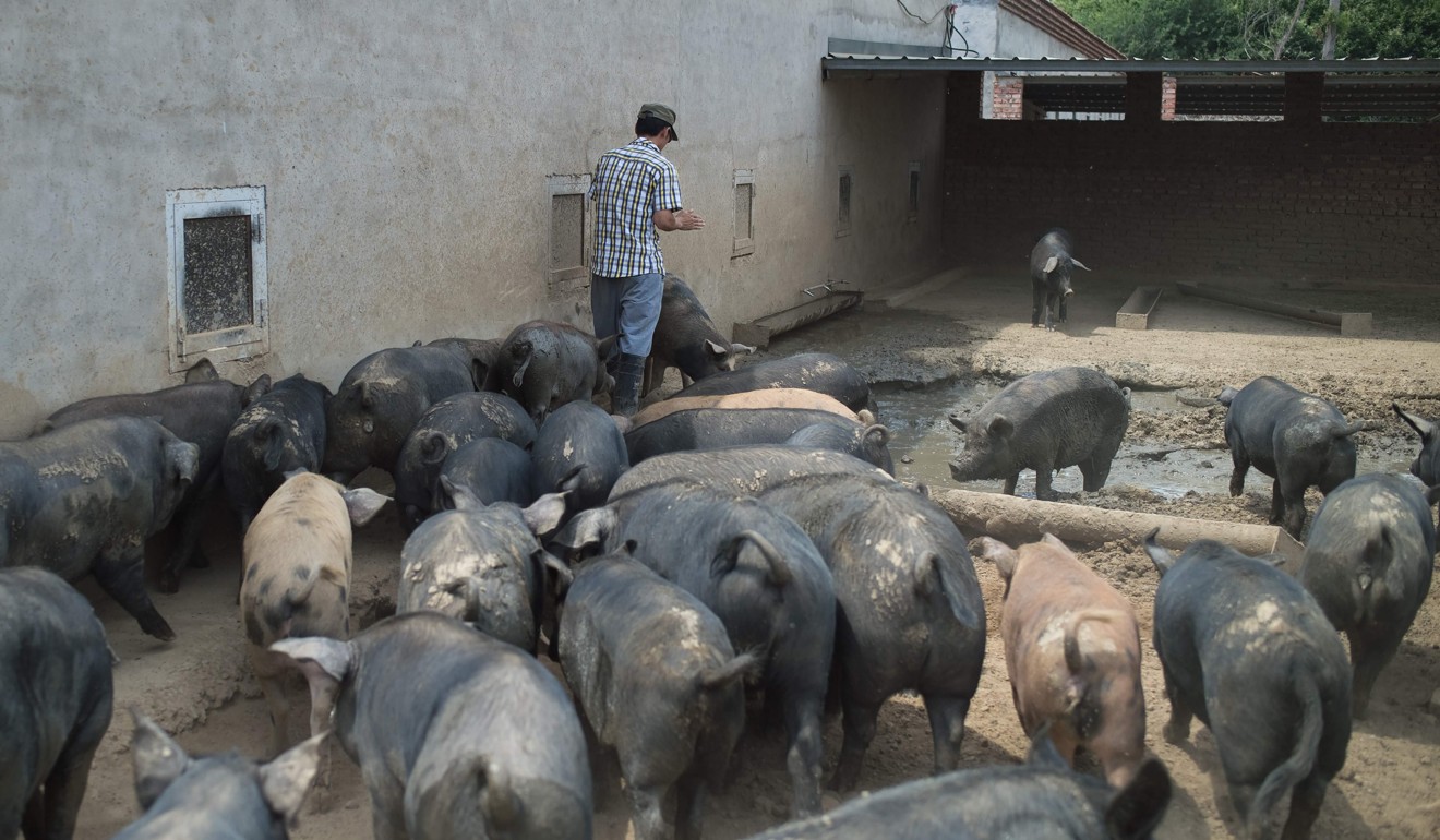 China’s 'backyard' pig farmers squeezed as sector scales up | South ...