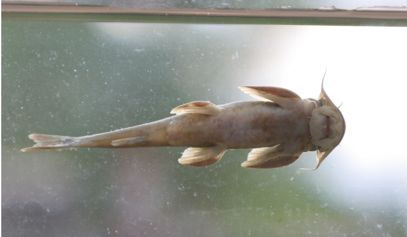 Chinese scientist’s marathon quest to prove existence of new species ...