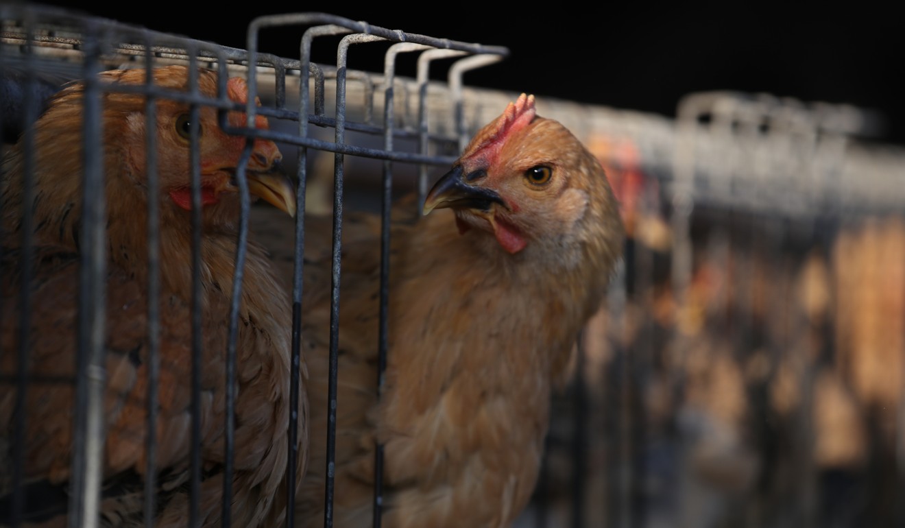 By fair means or fowl: how Chinese herdsmen are planning to stop a ...