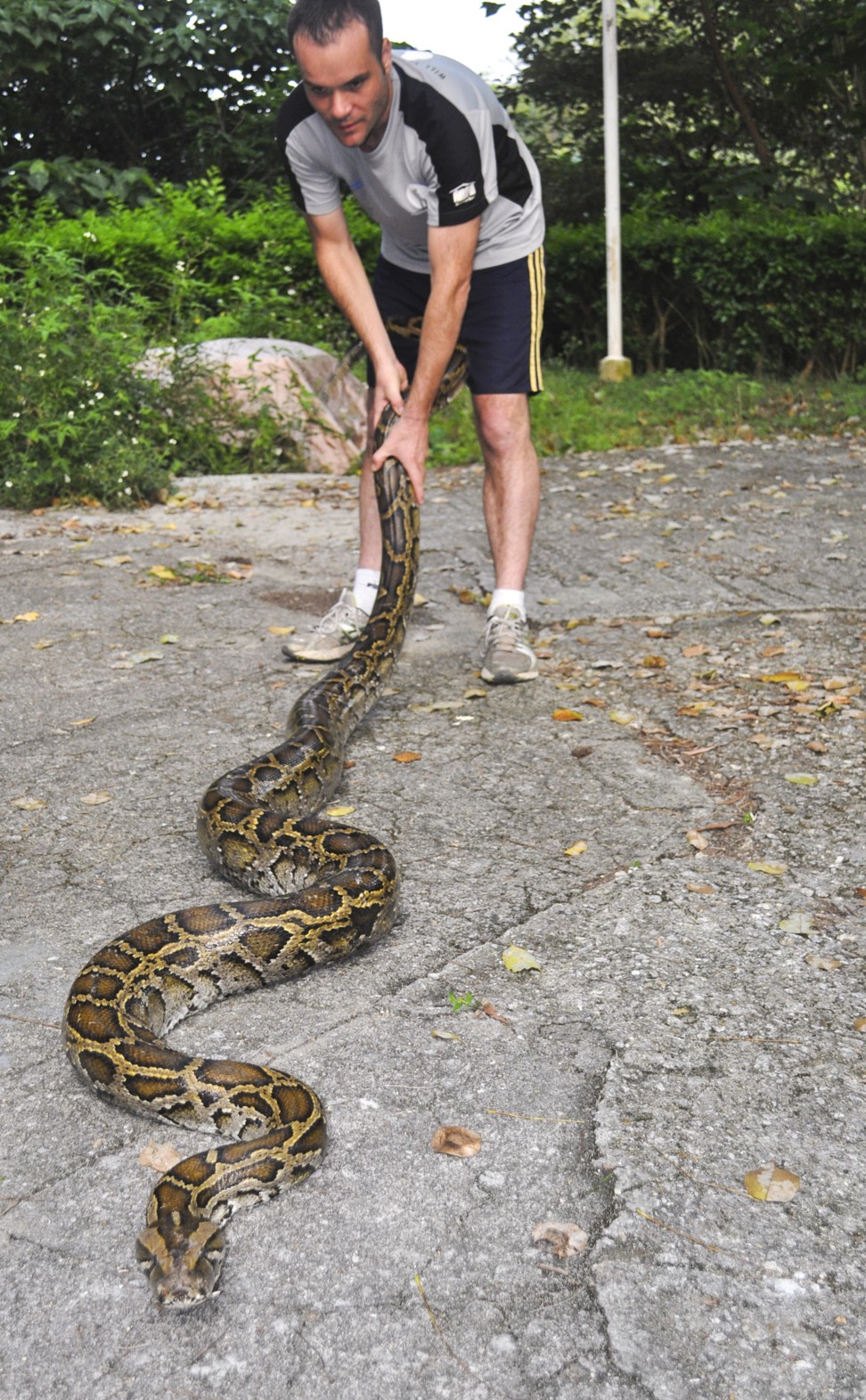 How snake safaris help Hongkongers lose their fear of the reptiles by ...