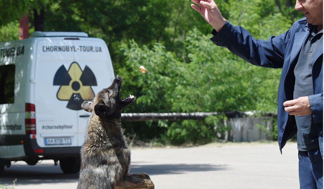 Atomic dogs: Chernobyl’s strays being groomed for new life in US ...
