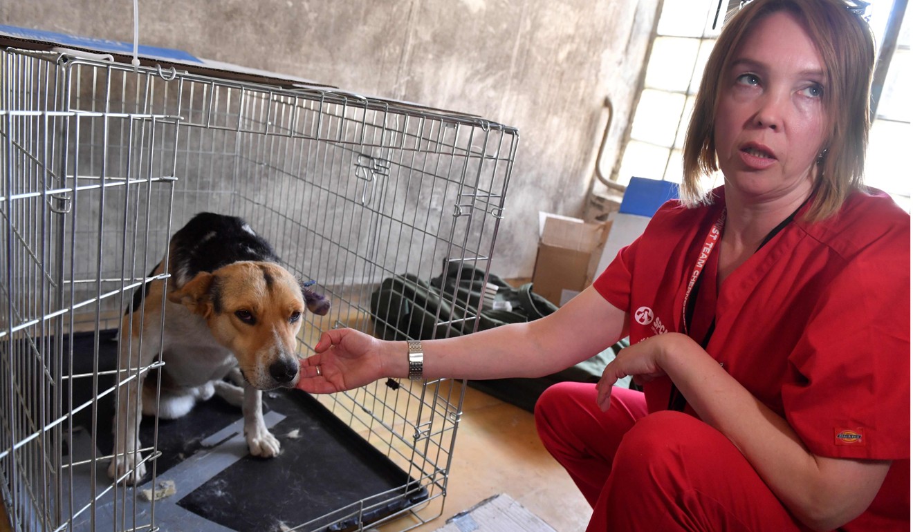 Atomic dogs: Chernobyl’s strays being groomed for new life in US ...