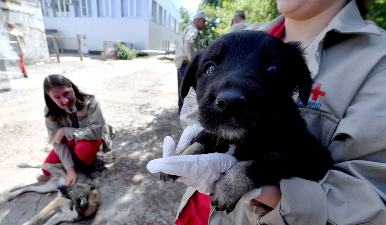Atomic dogs: Chernobyl’s strays being groomed for new life in US ...