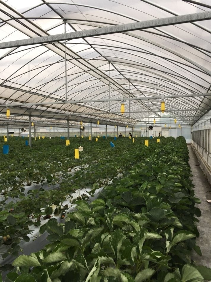 China is making its vegetables grow bigger, faster and stronger ...