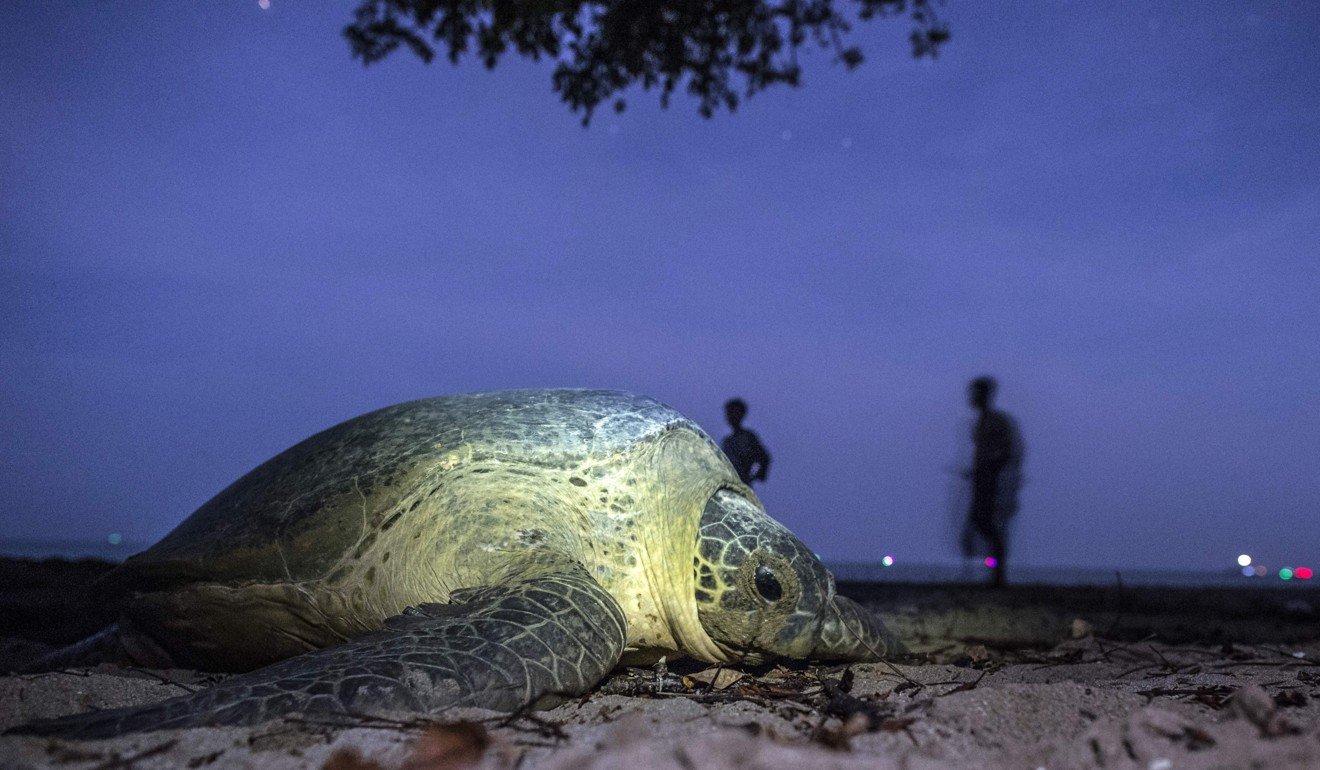 Flippers to freedom: Myanmar’s baby sea turtles face danger on all ...