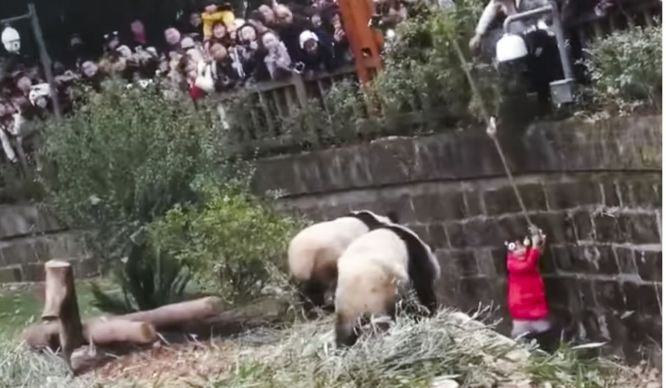 Chinese girl has close encounter with giant pandas after falling into ...