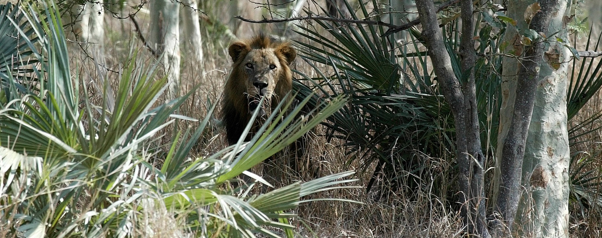 Lion poaching: with few tigers left, Africa’s prides are being targeted ...