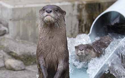 Japanese cormorant fishermen keep alive tradition that belongs to ...