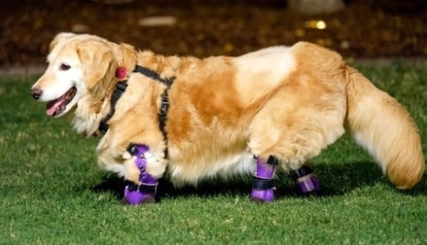 Golden retriever Chi Chi, legless survivor of Korean dog meat trade, is ...