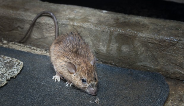 How bad is Hong Kong’s summer rat problem? | South China Morning Post