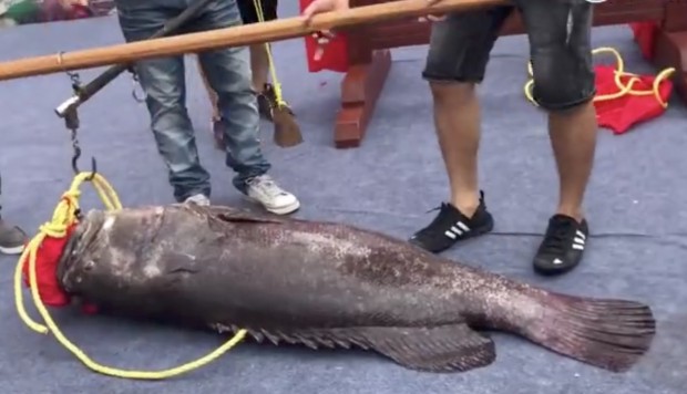 Chinese restaurant owner lands US$39,000 ‘King of Fish’ in sizzling ...