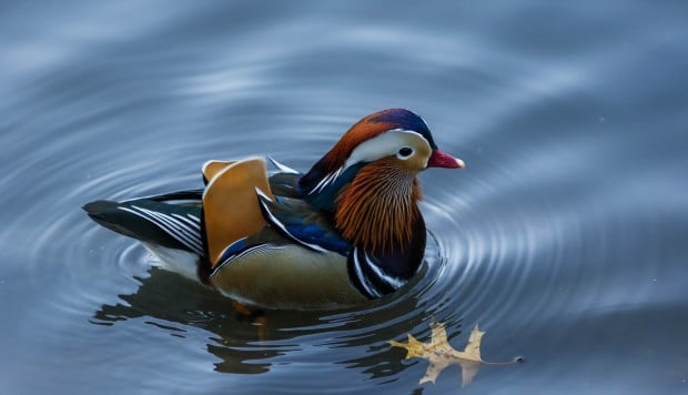 How a Mandarin duck enraptured New York City | South China Morning Post