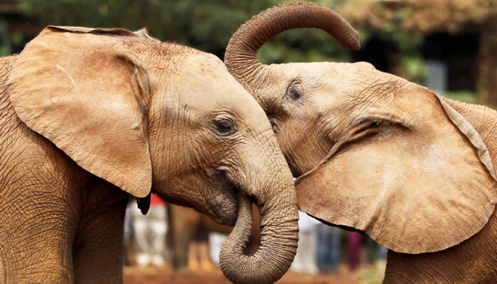 Wildlife orphanage: Orphaned baby animals’ life in Kenya National Park ...