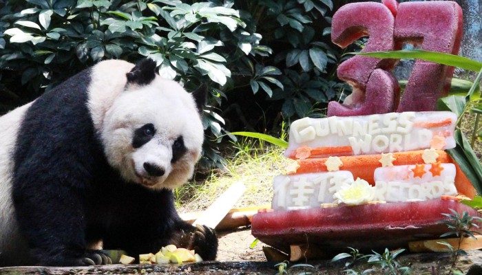 Record breaker: Ocean Park's favourite panda Jia Jia celebrated her ...