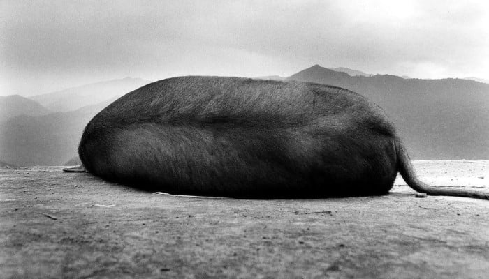 Award-winning Taiwanese photographer Chang Chao-tang exhibits in Hong ...