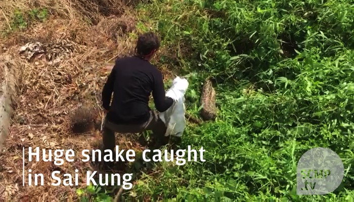 Huge snake caught in Sai Kung | South China Morning Post
