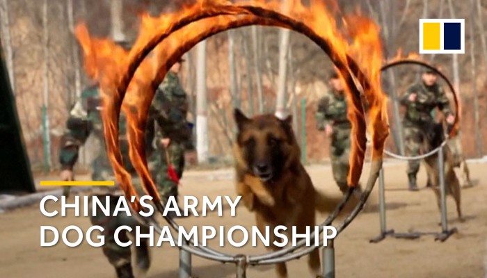 Who will emerge as ‘top dog’ in China’s army dog championship? | South ...