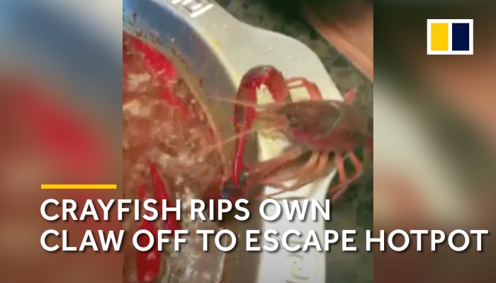 Crayfish rips own claw off to escape hotpot | South China Morning Post