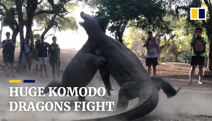 Two huge Komodo dragons fight on Indonesian island | South China ...