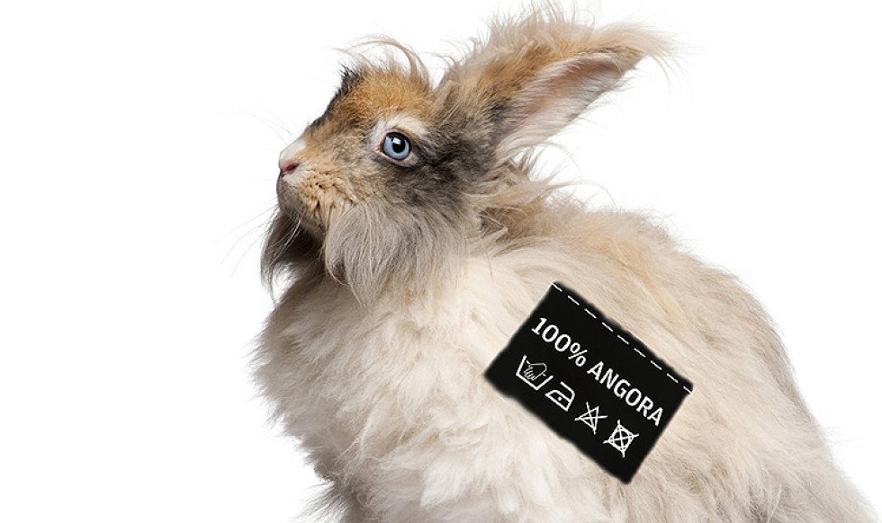 Video of Chinese farmers ripping fur off live rabbits damages angora ...