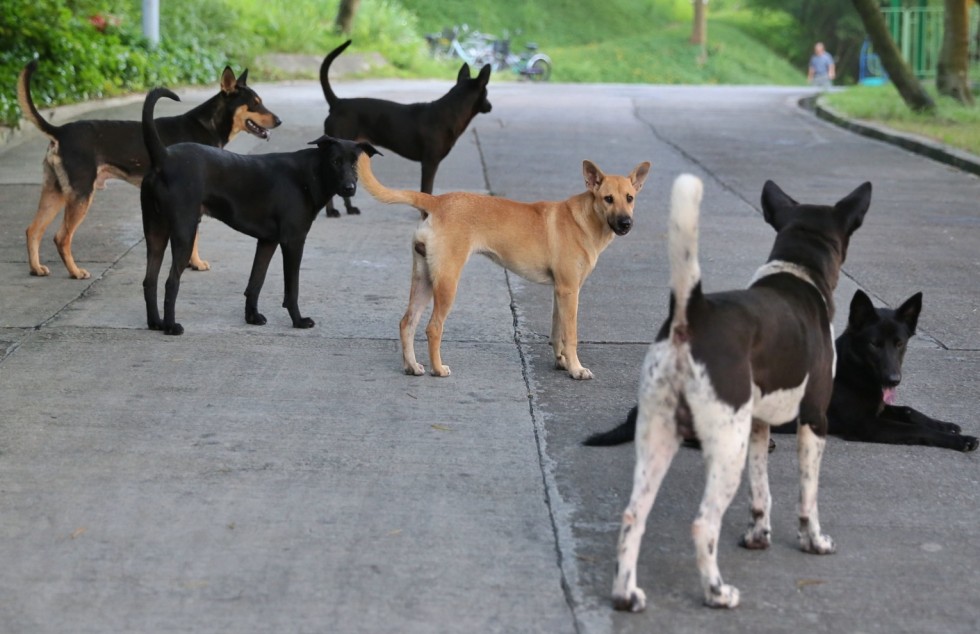 A sad end: more than half of stray dogs caught in Hong Kong are ...