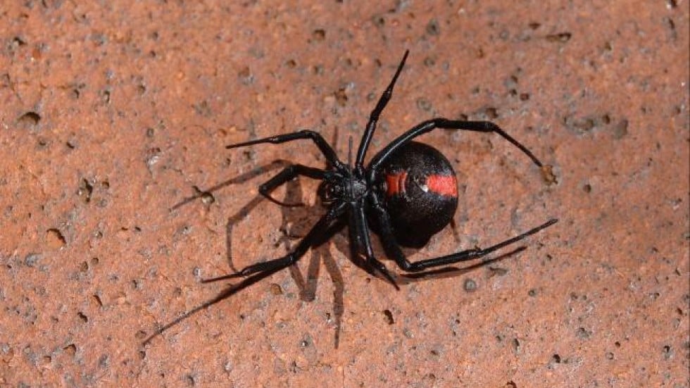 Australian redback spiders spread their legs across Japan | South China ...