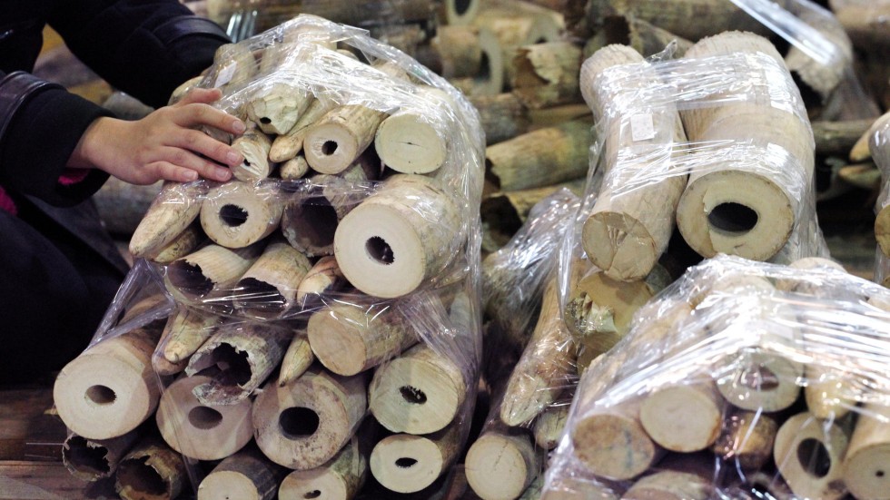 What to do with stockpile of seized ivory remains a dilemma for ...