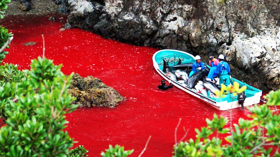 Japan slaughters first dolphins in widely-condemned annual cull | South ...