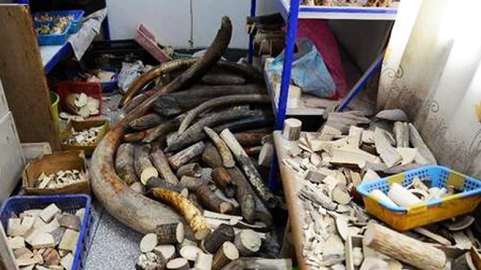Chinese police seize 600kg of elephant ivory after crackdown on ...