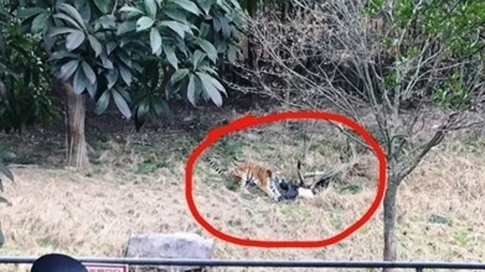 Tiger kills tourist at Chinese zoo | South China Morning Post