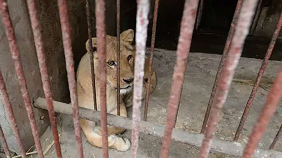 Chinese zoo shut after images of animals in poor condition go viral ...
