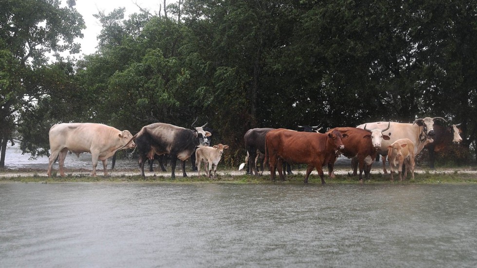 Texas Flooding 2017 Of Cows