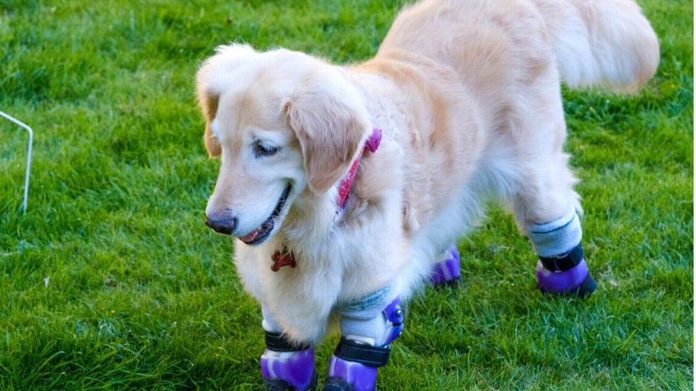 Golden retriever Chi Chi, legless survivor of Korean dog meat trade, is ...