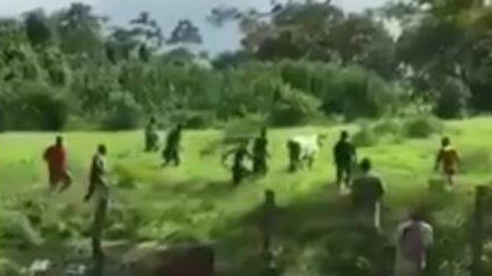 Hungry mob reportedly slaughters cattle in field as food riots grip ...