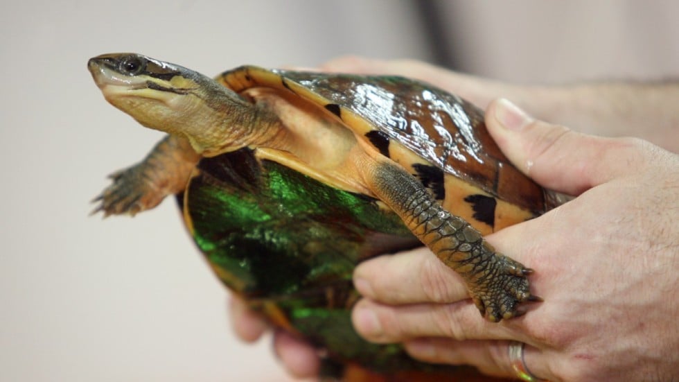 Calls to protect endangered golden coin turtle, sold in Hong Kong pet ...
