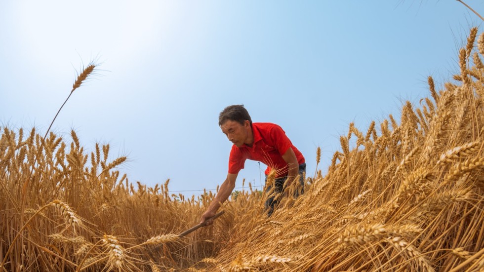 Scientists conquer the ‘Mount Everest of genetics’ after unlocking ...