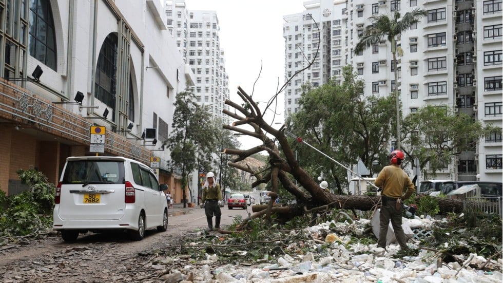 Typhoon damage to Hong Kong trees: did long-term neglect play a role ...