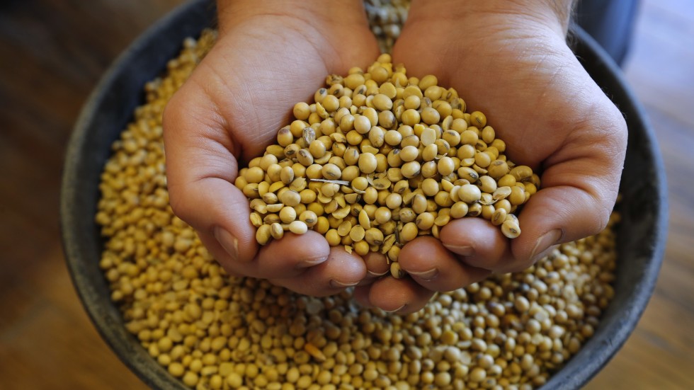 Trade war truce: China’s Sinograin confirms US soybean purchase | South ...