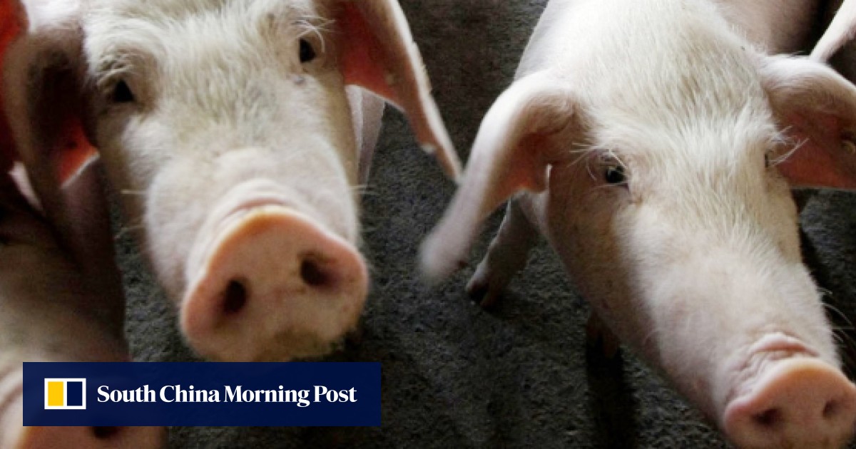 African swine flu threatens China’s long and storied love affair with ...