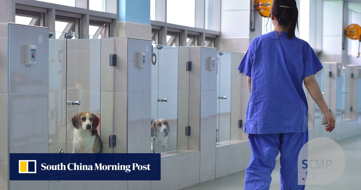 Fido forever? South Korea's dog cloning clinic | South China Morning Post