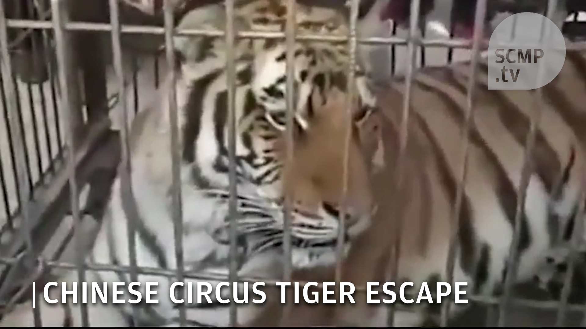 Chinese circus tiger attacks two children after breaking out of cage in ...