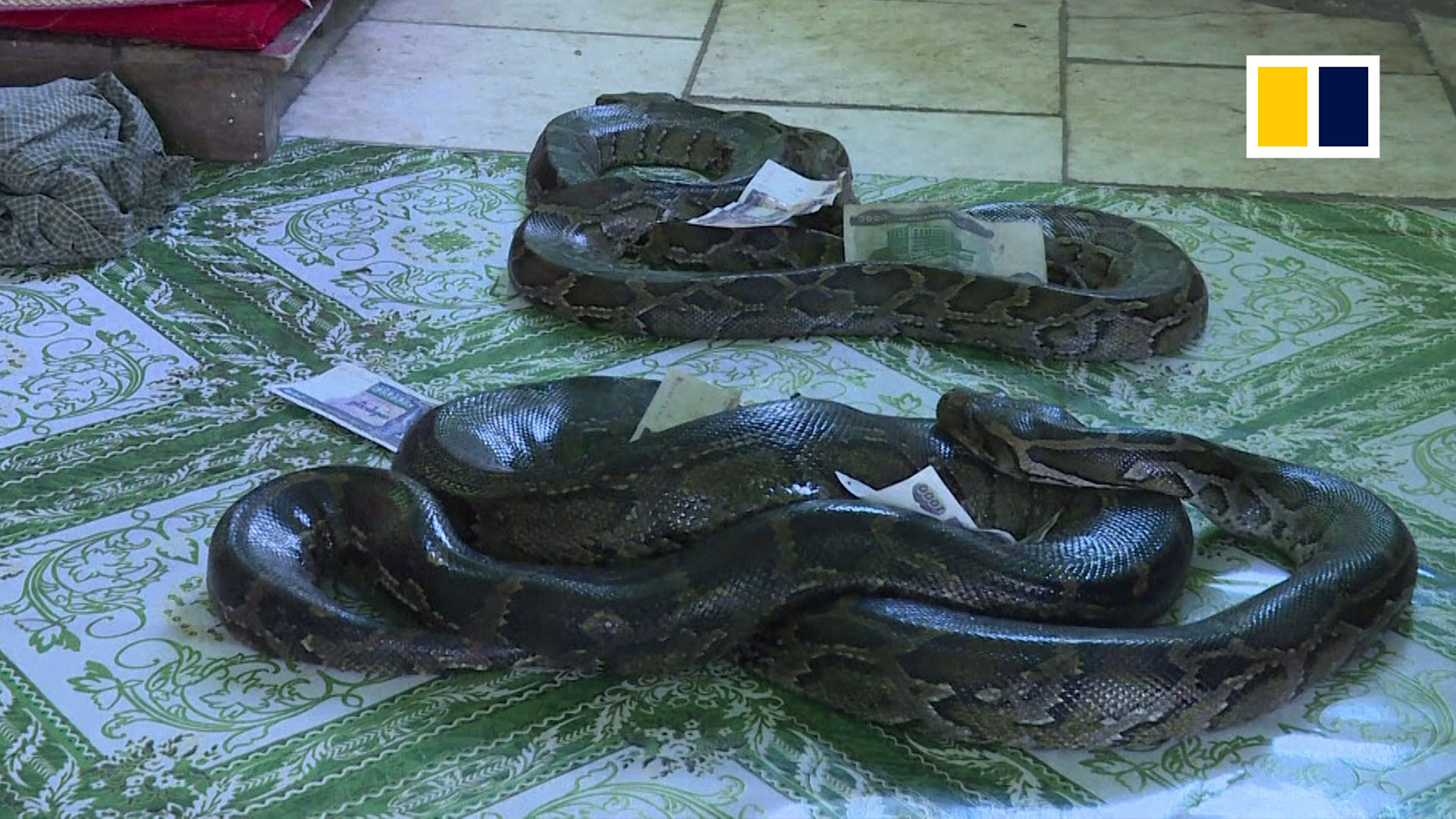 Myanmar Buddhist Temple Snakes Snake Sanctuary At Monastery In Myanmar